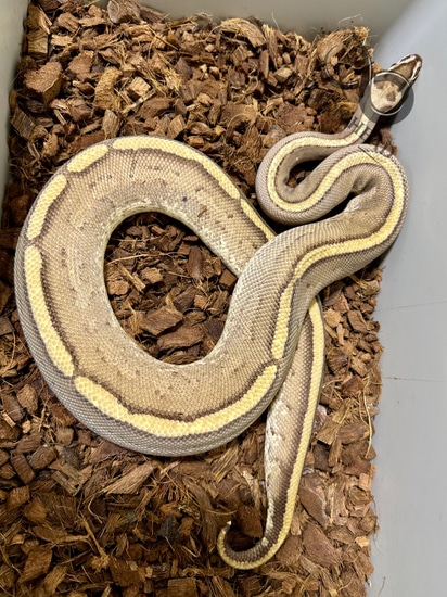 Proven Breeder Super Stripe Female Ball Python by Hilton Head Exotics