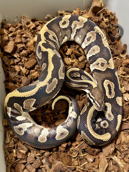 Proven Breeder Leopard Mystic Female Ball Python by Hilton Head Exotics