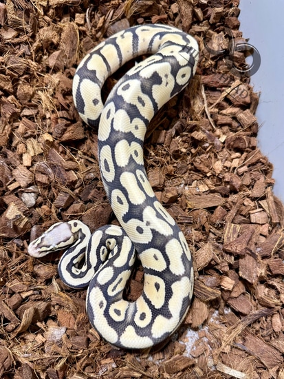 Super Pastel Dg Het Cryptic Pos Het Hypo Male Ball Python by Hilton ...
