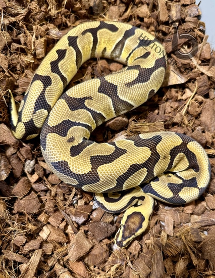 Enchi Dg Cryptic Het Hypo Female Ball Python by Hilton Head Exotics