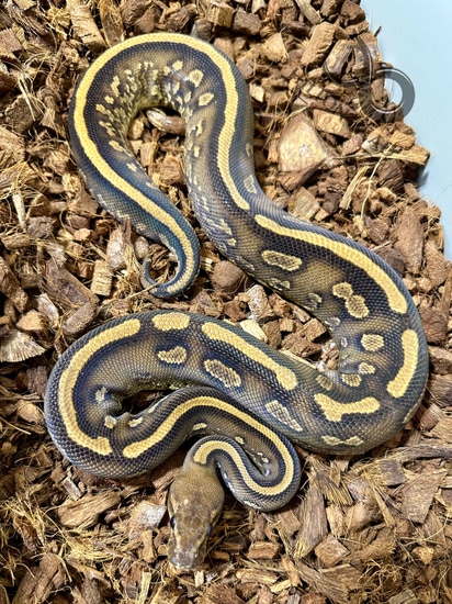 Mahogany Cypress Yb Pos Het Pied Ball Python by Hilton Head Exotics