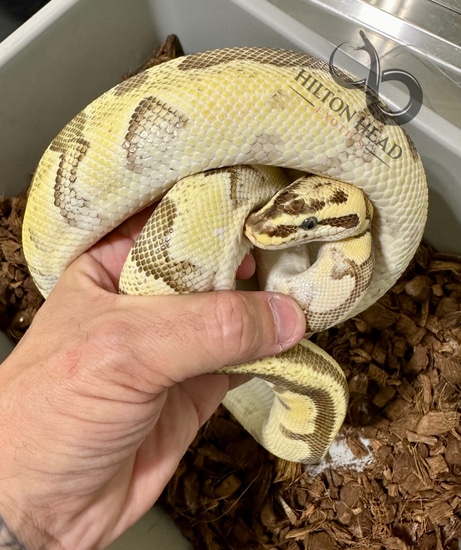 Proven Enchi Firefly Het Clown Female Ball Python by Hilton Head Exotics