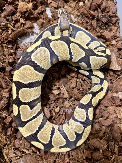 Desert Ghost Het Cryptic And Het Hypo Female Ball Python by Hilton Head ...