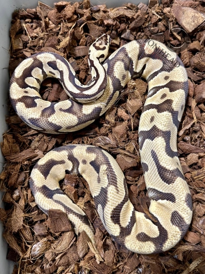 Proven Pastel Enchi Cryptic Het Dg Male Ball Python by Hilton Head Exotics