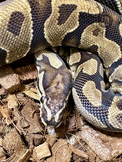 Proven Yb Scaleless Head Male Ball Python by Hilton Head Exotics