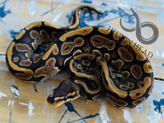 Nyala Het Pied Ball Python by Hilton Head Exotics