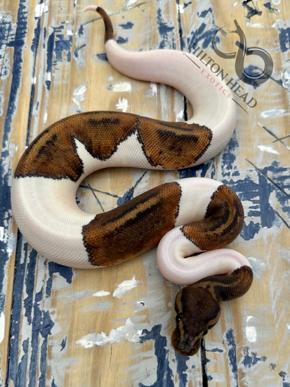 Nyala Pied Ball Python by Hilton Head Exotics