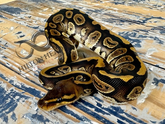 Nyala Het Pied Ball Python by Hilton Head Exotics