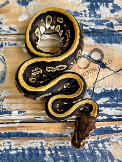 Black Pastel Nyala Dbl Het Hypo Pied Male Ball Python by Hilton Head Exotics
