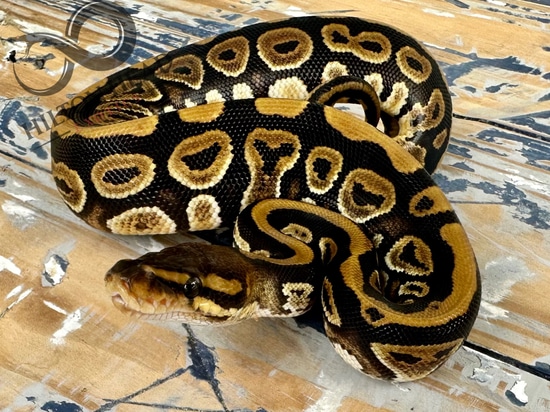 Black Pastel Nyala Het Pied Female Ball Python by Hilton Head Exotics