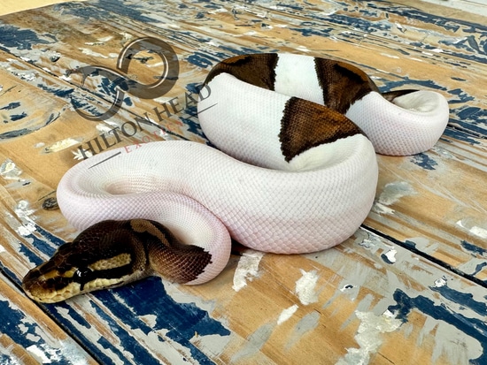 Nyala Pied Ball Python by Hilton Head Exotics