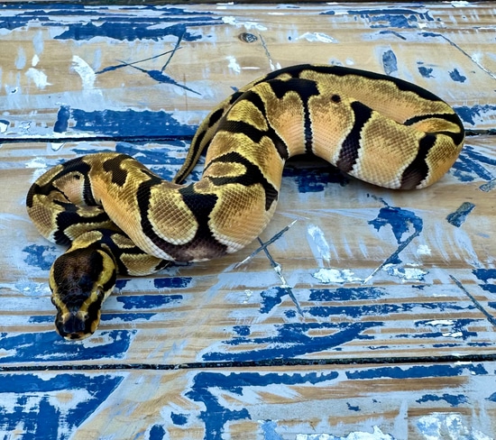 Enchi OD Shatter Het Cryptic POs Het DG Ball Python by Hilton Head Exotics