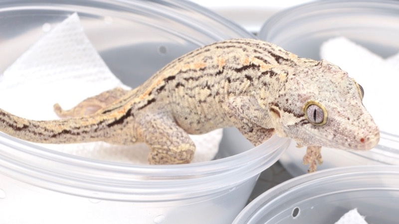 High-White Black & White Stripe With Orange Highlights - 34g Female ...