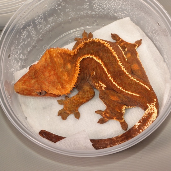 Red Super Empty Back (NON-PHANTOM!) Super Soft Scale (Neon Line Red ...