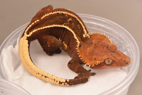 Super Empty Back - Soft Scale - Harry Line Dark Red Tricolor Crested ...