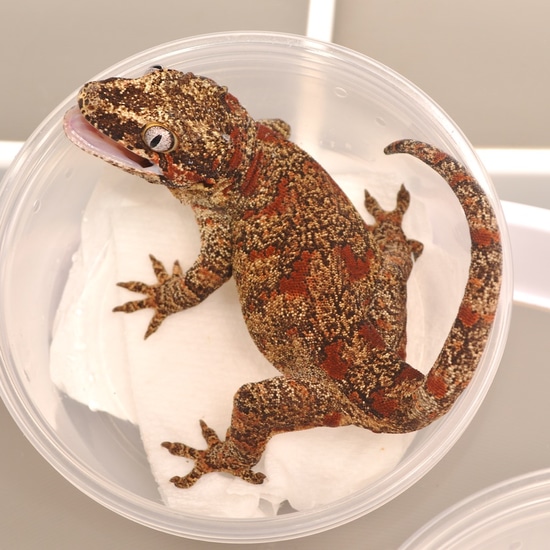 Dexter Line Super Red Blotch Retic/Banded Gargoyle Gargoyle Gecko by ...