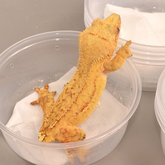 Yellow (C2 X Strawberry Line) Phantom - Soft Scale + Muted Whiteout ...