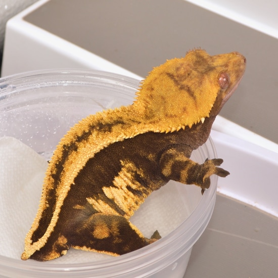 MONSTER Super Soft Scale + Super Stripe (Het Empty Back) + Whitewall ...