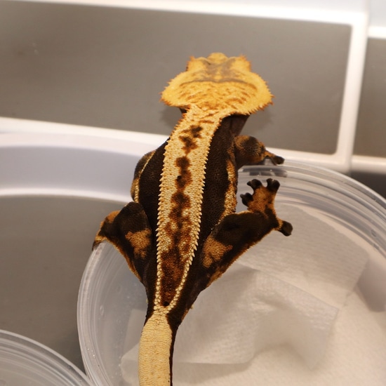 Super Stripe (Visual Het Empty Back) + Soft Scale (Possible Super ...