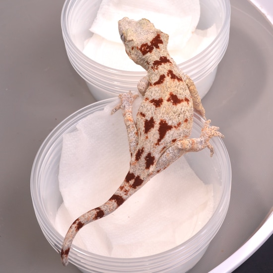 Dexter Line Red Super Blotch (Reticulated/Banded) - High White Base ...