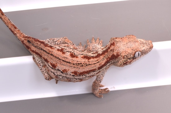 Pink Base Line X Dexter Line Red Stripe Gargoyle - AWESOME Pink Dorsal ...