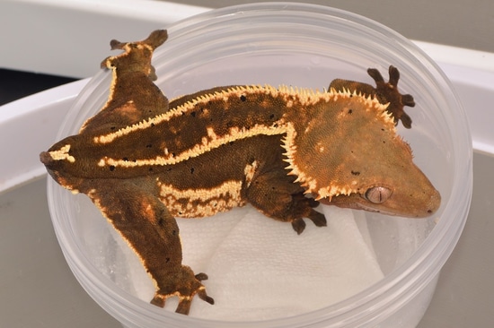 Super Empty Back + Super Soft Scale + Whiteout Lateral Striping | OG ...