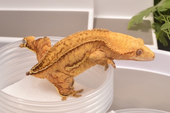 Strawberry Line Phantom (C2/Citrus X Tangerine) + Soft Scale ...