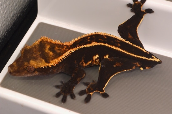 Black Base - Super Empty Back + Soft Scale (Poss. Super) + Tangerine ...