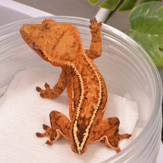 Tangerine X Orange Base Color - Super Empty Back + Soft Scale (Possible ...