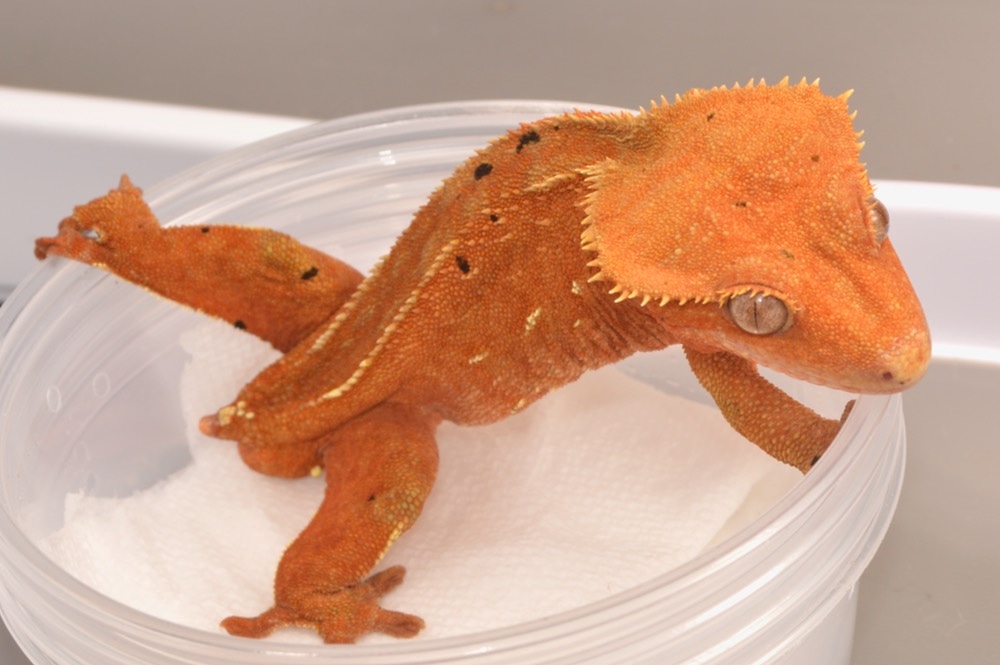 Red Base Color - Phantom + Porthole x Stripe Laterals + Het Empty Back ...