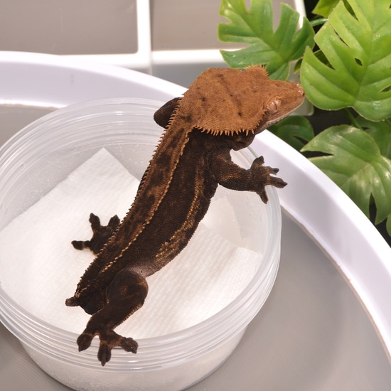 JET BLACK Phantom Super Stripe! - Super Empty Back + Poss. Super Soft ...