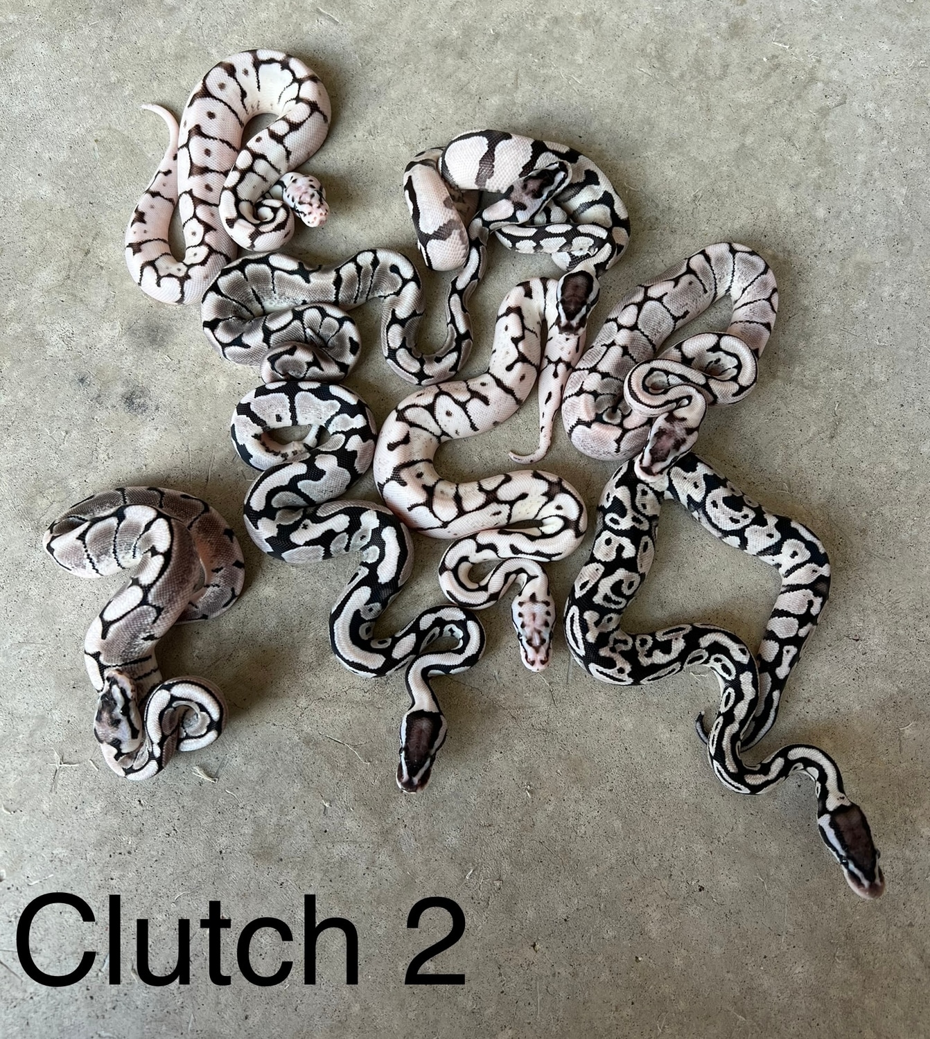 Ball Python Clutch: CLUTCH20622 by Circle A Serpents - MorphMarket