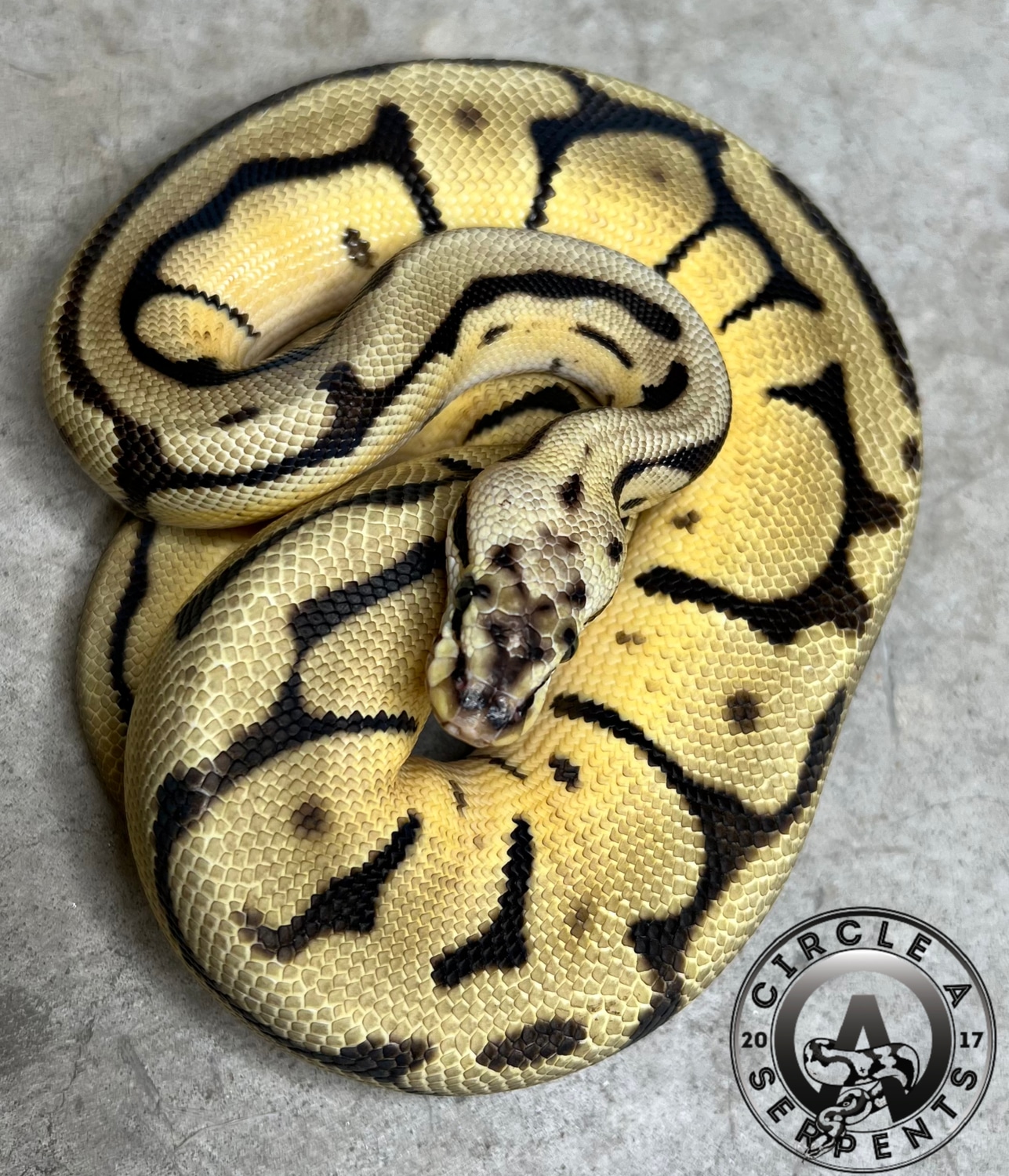 Leopard Pastel Spider Enchi Het SK Axanthic Ball Python by Circle A ...