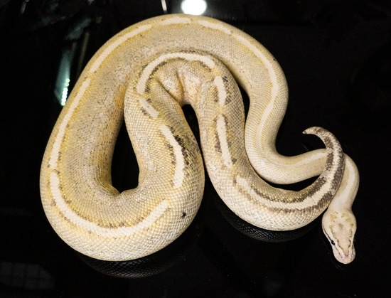 Adult Female Super Spark Ball Python by Circle A Serpents
