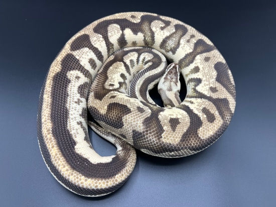 Leopard Firefly Enchi Het TSK Axanthic Ball Python by Circle A Serpents
