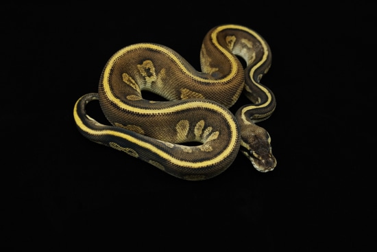 Pastel Black Head GHI Butter Female Ball Python by Circle A Serpents