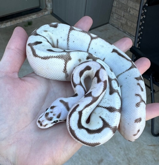 TSK Firebee Enchi Ball Python by Circle A Serpents