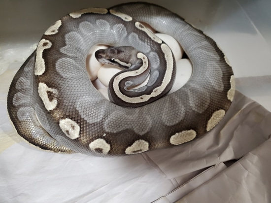 LOW RESERVE GHI Butter Ball Python by Circle A Serpents