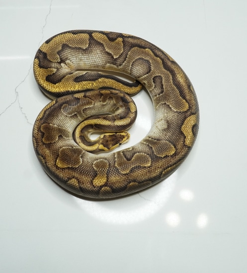 Champagne Leopard Enchi Ph Hypo Ball Python by Circle A Serpents
