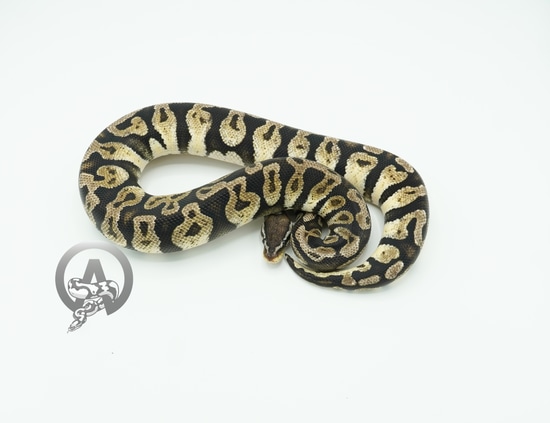 Axanthic(TSK) Pastel GHI Ball Python by Circle A Serpents