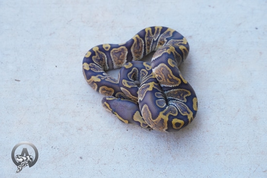 GHI Hypo Ball Python by Circle A Serpents
