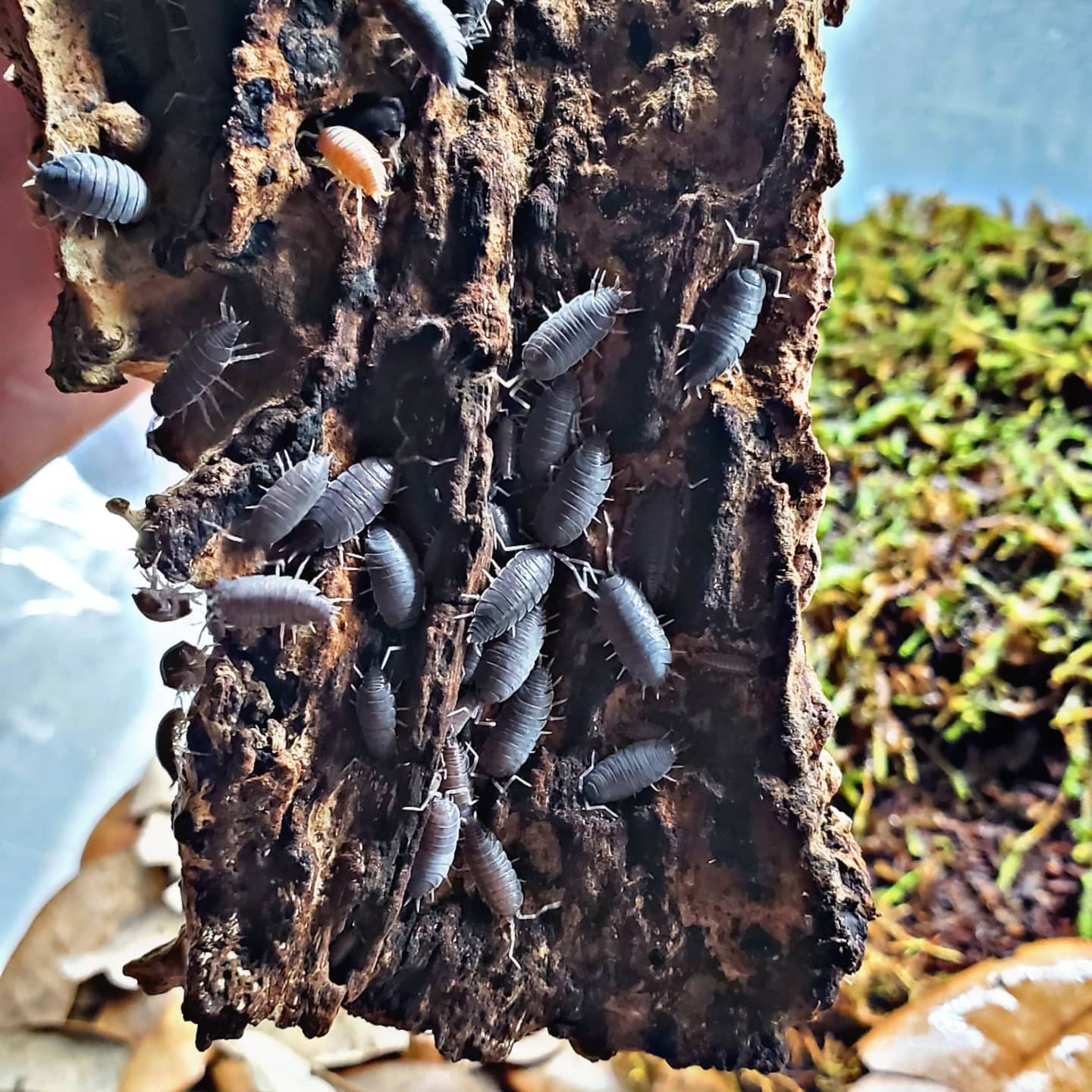 Powder Blue Isopod by ACR Exotics - MorphMarket