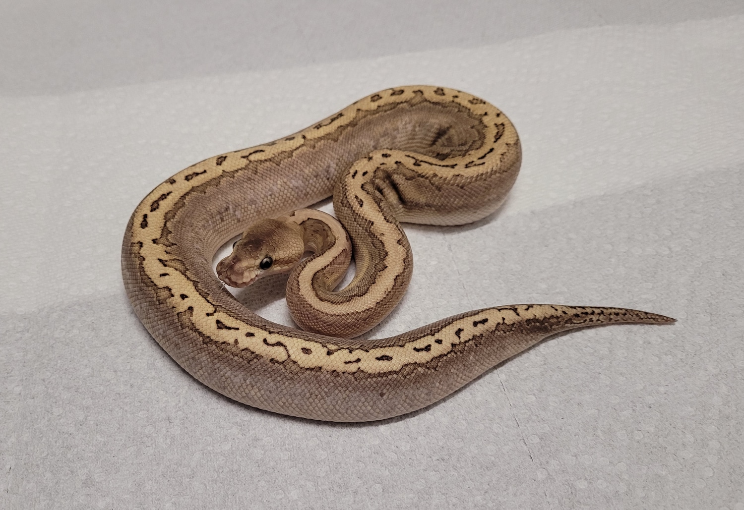 Bamboo Cinnamon Pinstripe Ball Python by AC Royal Reptiles - MorphMarket