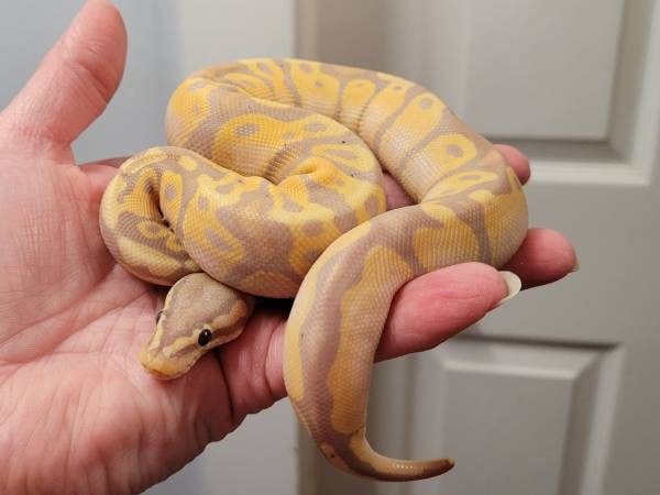 Banana Pastel Ball Python by AC Royal Reptiles - MorphMarket