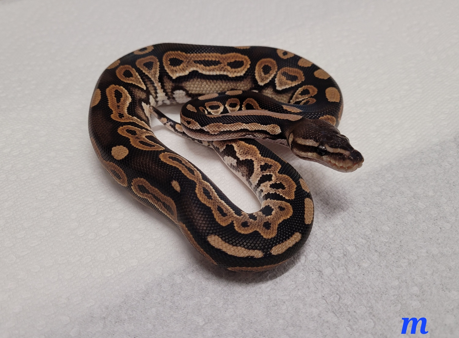 Cinnamon Ball Python by AC Royal Reptiles - MorphMarket