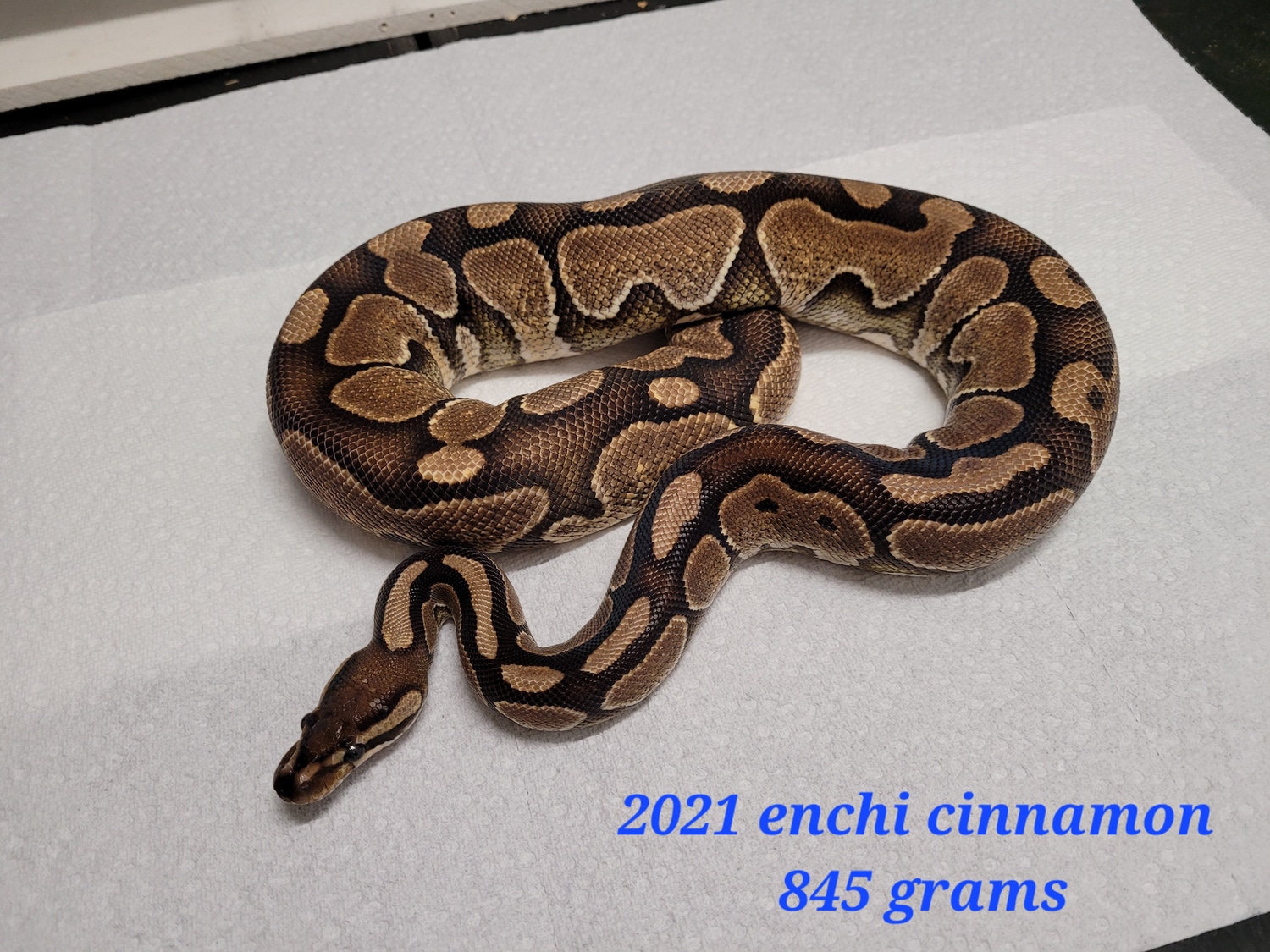 Enchi Cinnamon Ball Python by AC Royal Reptiles - MorphMarket