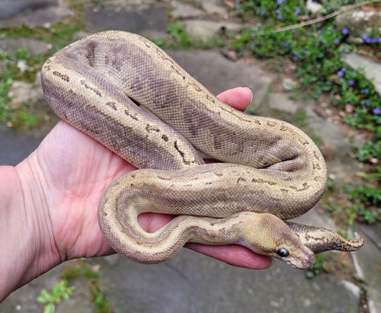 Bamboo Cinnamon Pinstripe Ball Python by AC Royal Reptiles
