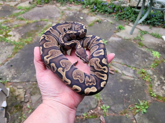 GHI Ball Python by AC Royal Reptiles