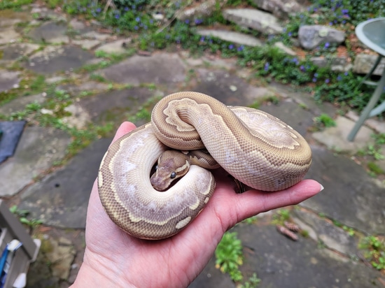 Bamboo Cinnamon Ball Python by AC Royal Reptiles