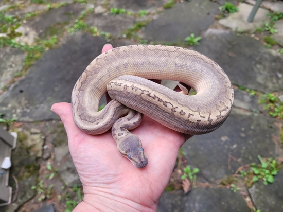 Bamboo Cinnamon Pinstripe Ball Python by AC Royal Reptiles